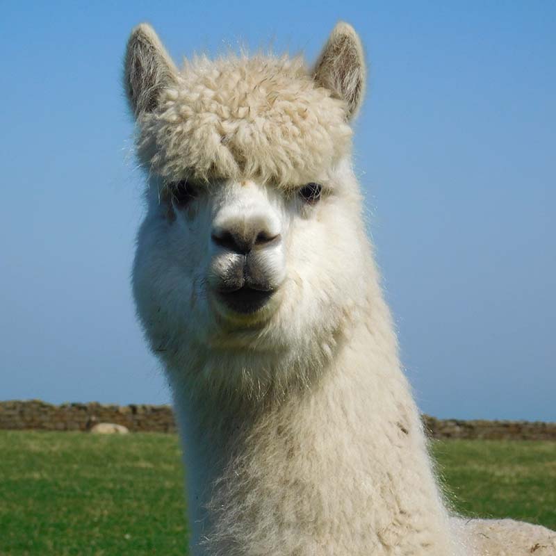 Alpacas - Say Hello to In A Pickle Farm Sanctuary's Four Alpacas