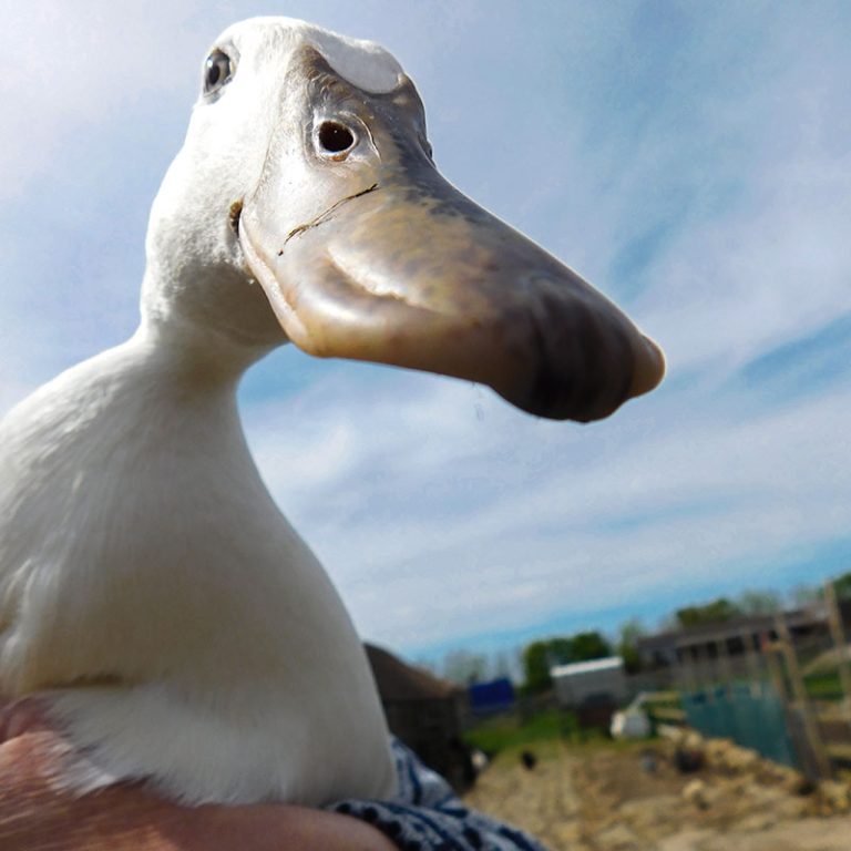 Ducks - Meet our Diverse Waddle at In A Pickle Farm Sanctuary