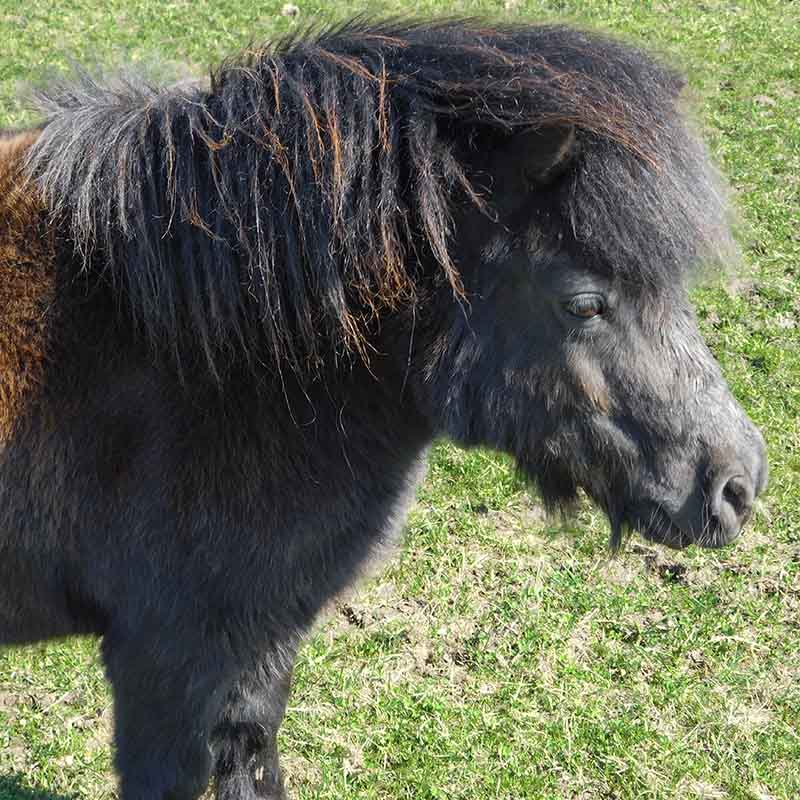 Meet the Horses from In A Pickle Farm Sanctuary