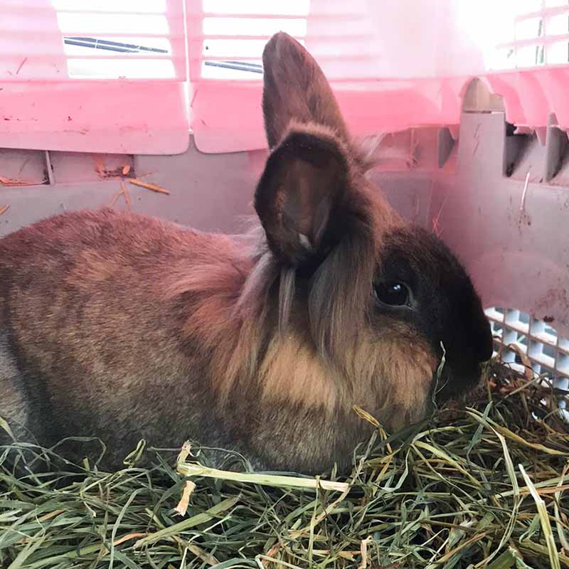 Rabbits - In A Pickle Farm Sanctuary's Smallest Residents