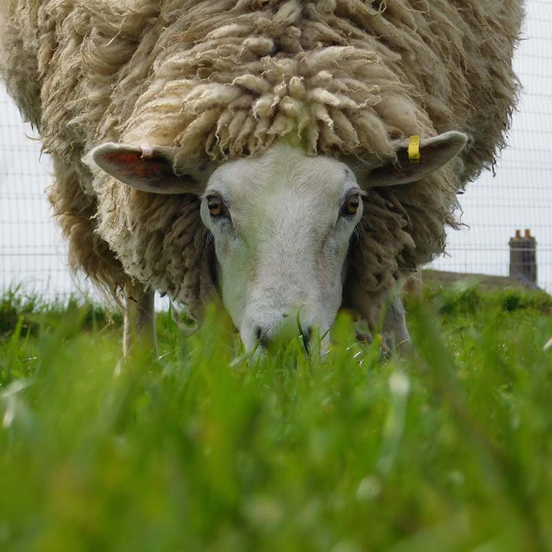 Sheep - Meet the Flock from In A Pickle Farm Sanctuary