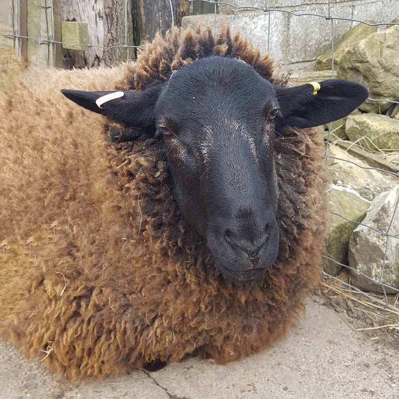 Sheep - Meet the Flock from In A Pickle Farm Sanctuary